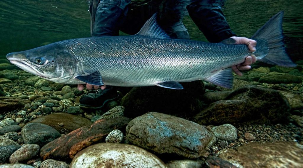 Matt Hayes TV Homepage